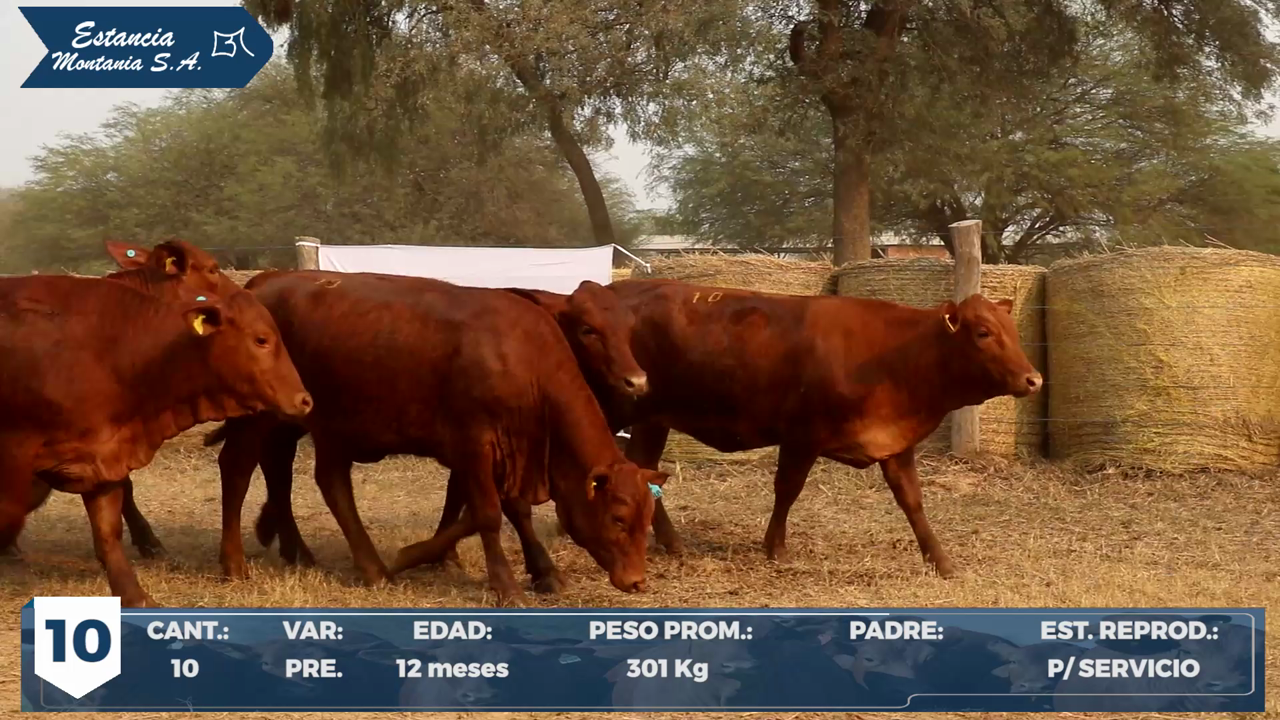 Ferusa - Subastas - LOTE 10