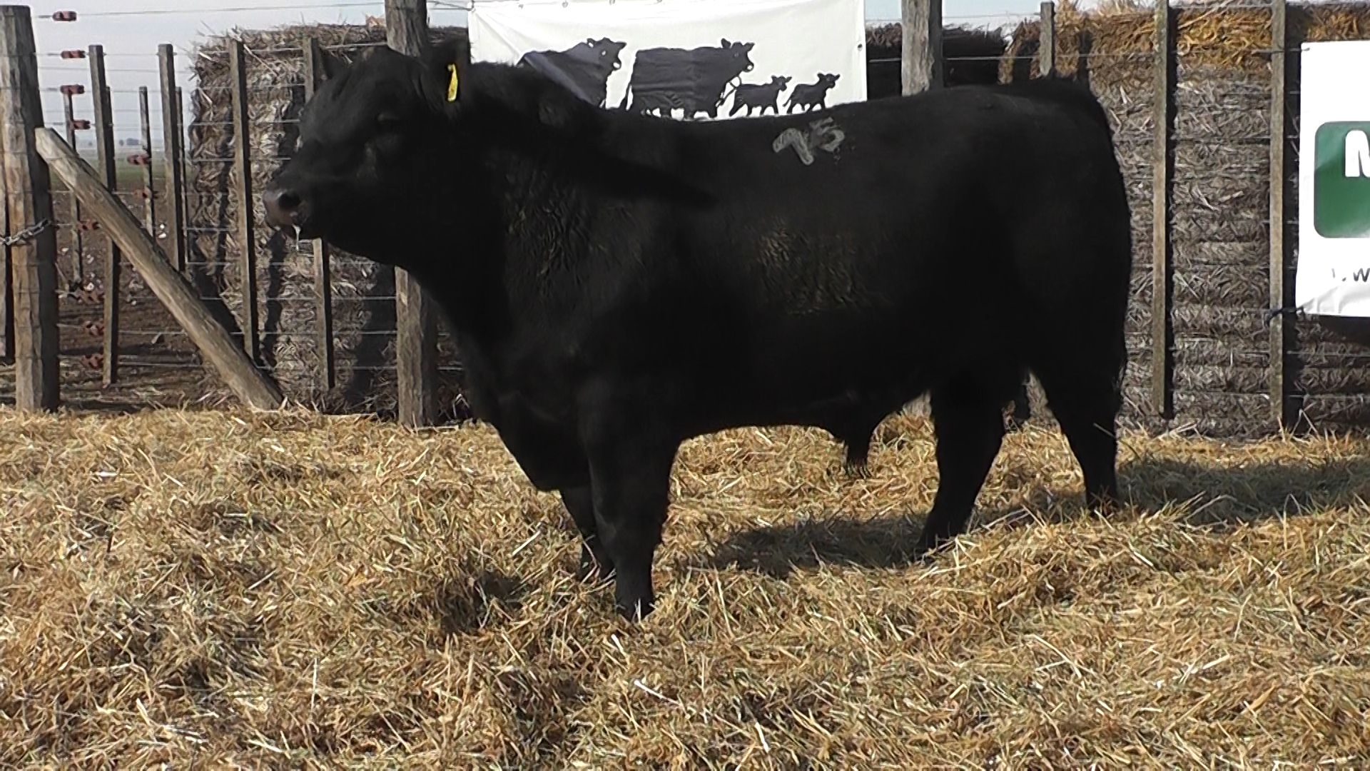 Monasterio Tattersall S.A. - 3 Toros PC