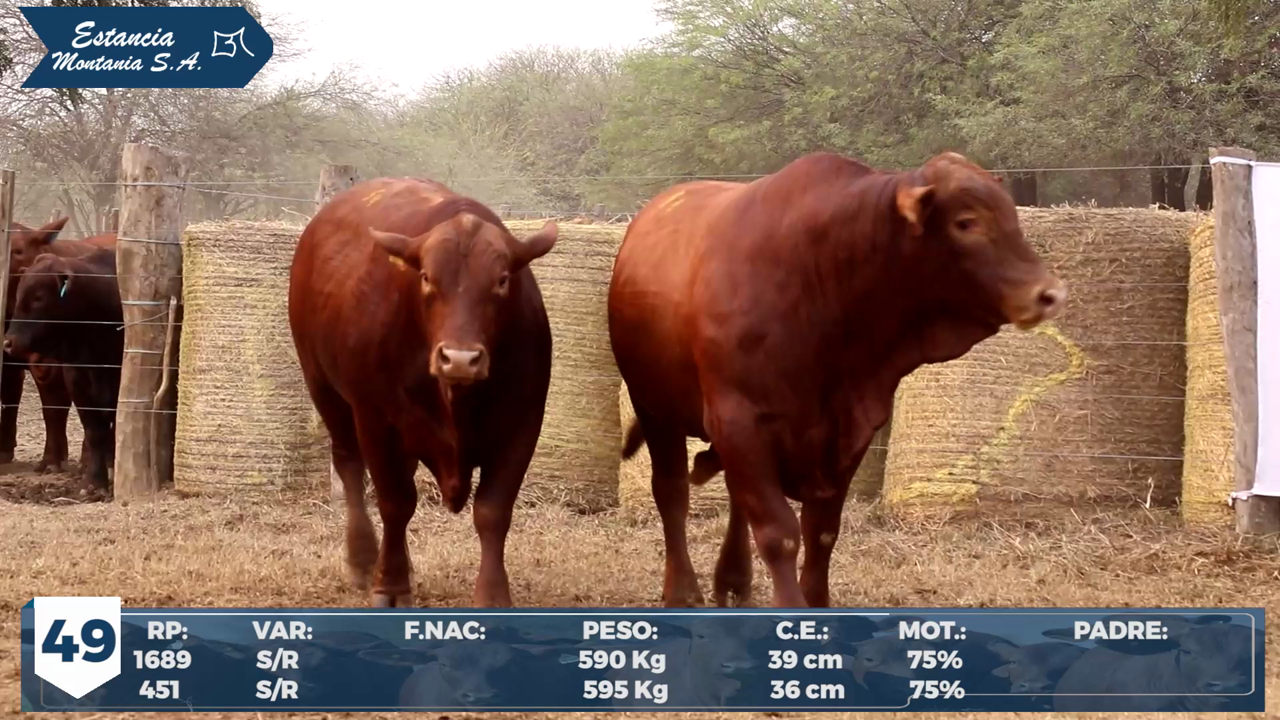 Ferusa - Subastas - LOTE 49