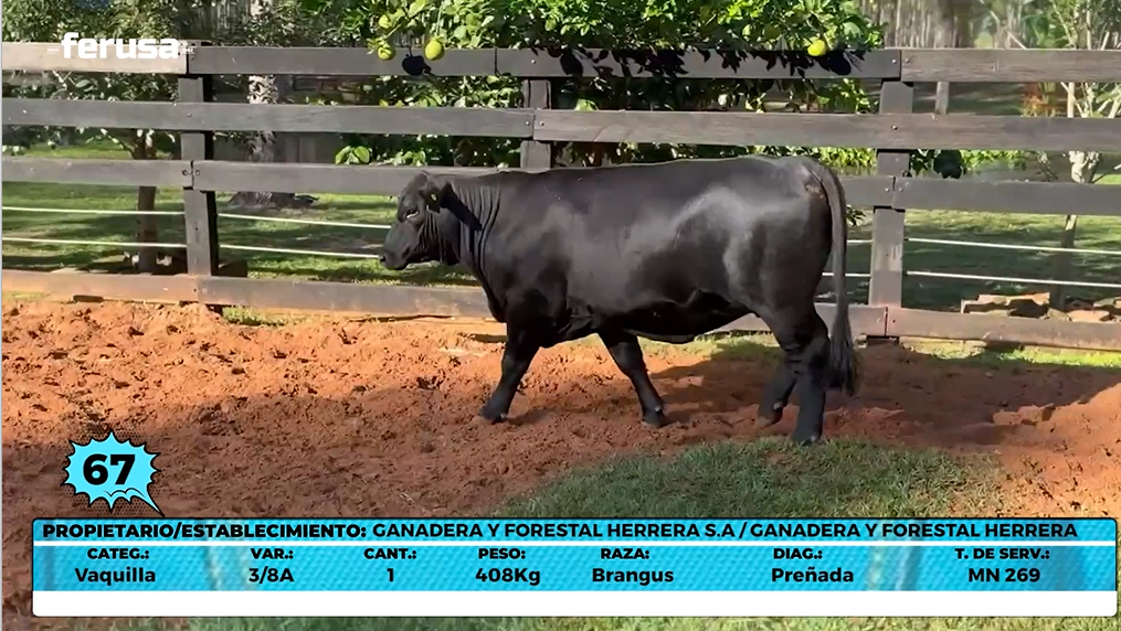 Ferusa - Subastas - LOTE 67- EN VIVO