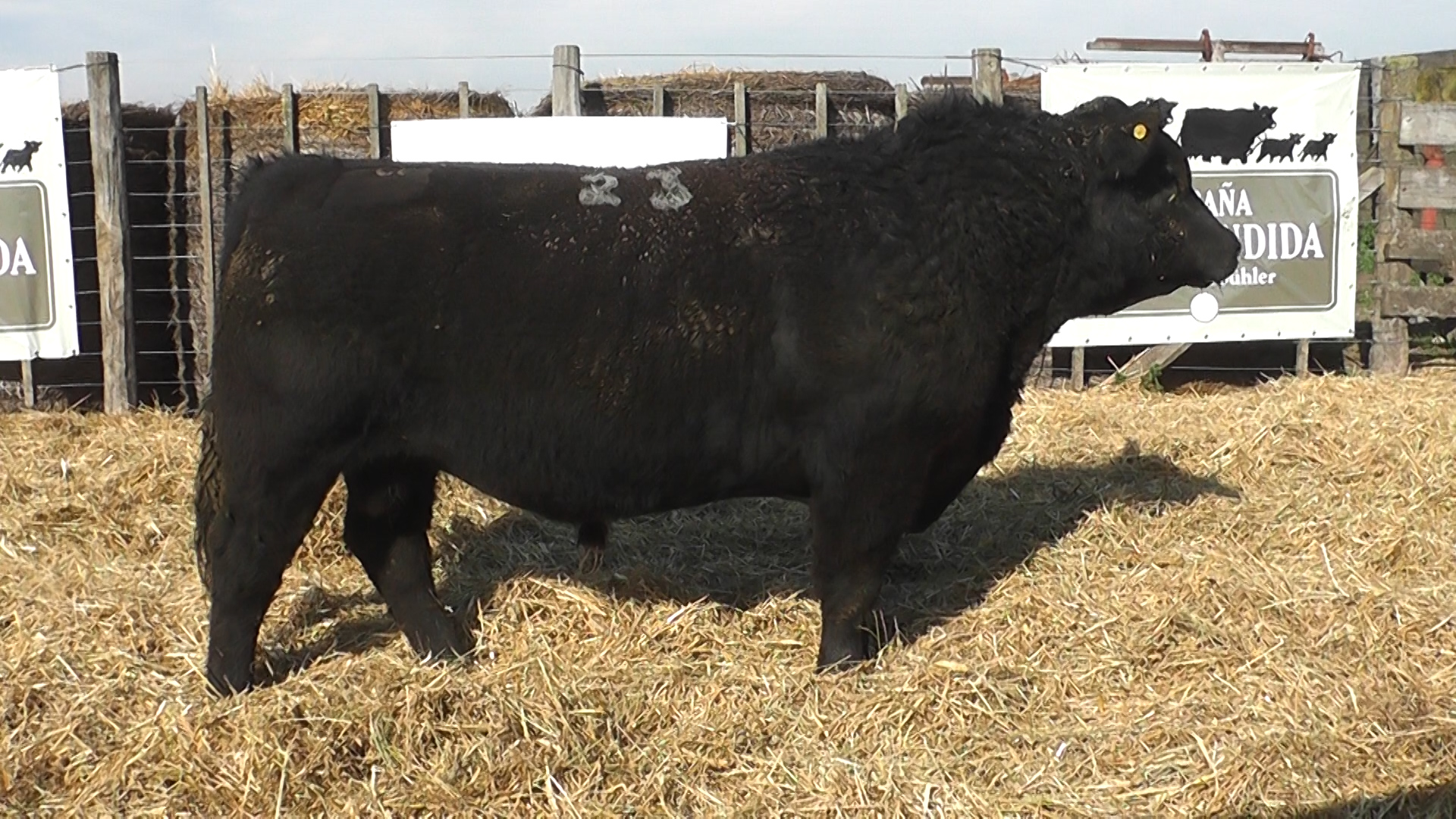 Monasterio Tattersall S.A. - 3 Toros PC