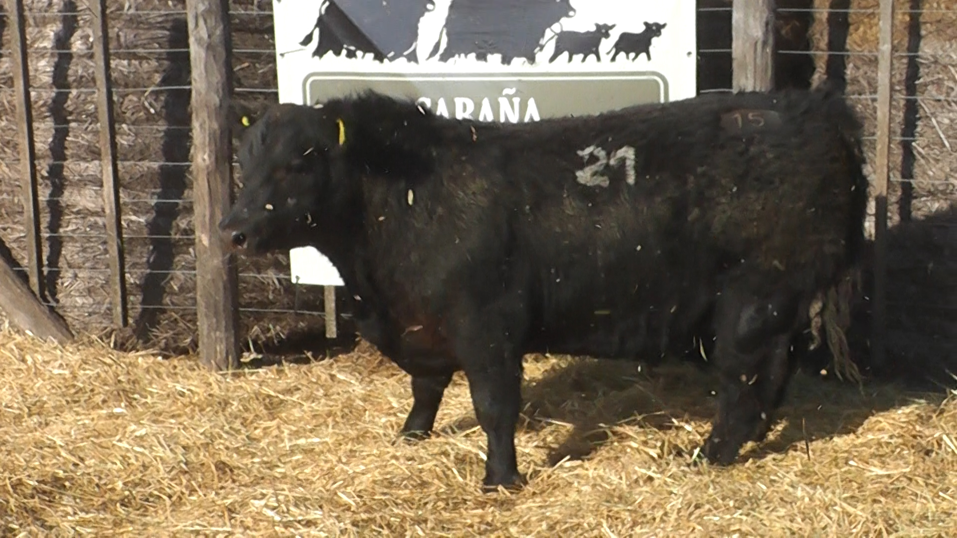 Monasterio Tattersall S.A. - 3 Toros PC