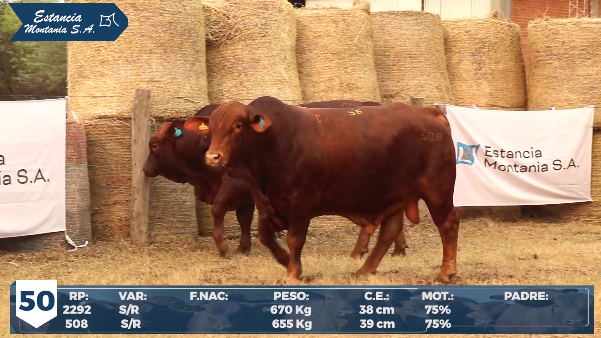 Ferusa - Subastas - LOTE 50