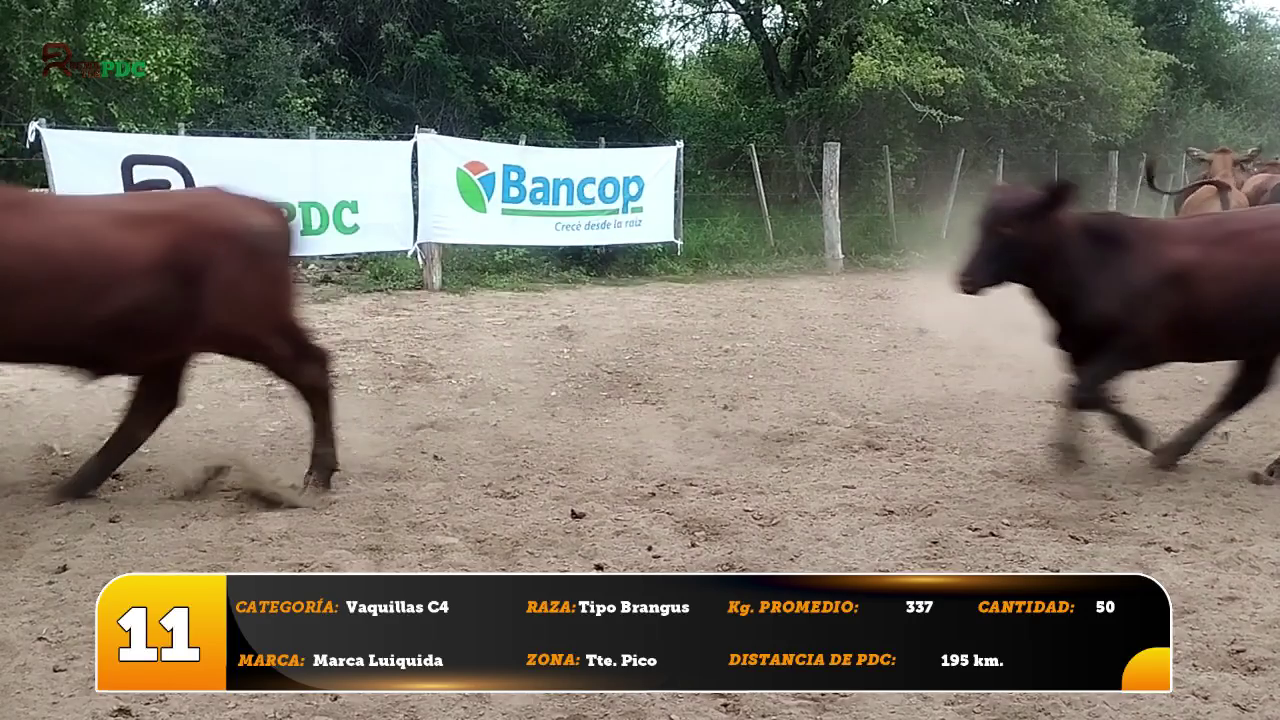 Remates PDC - Vaquillas C4