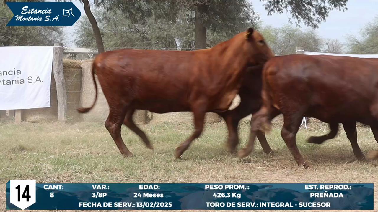 Ferusa - Subastas - LOTE 14