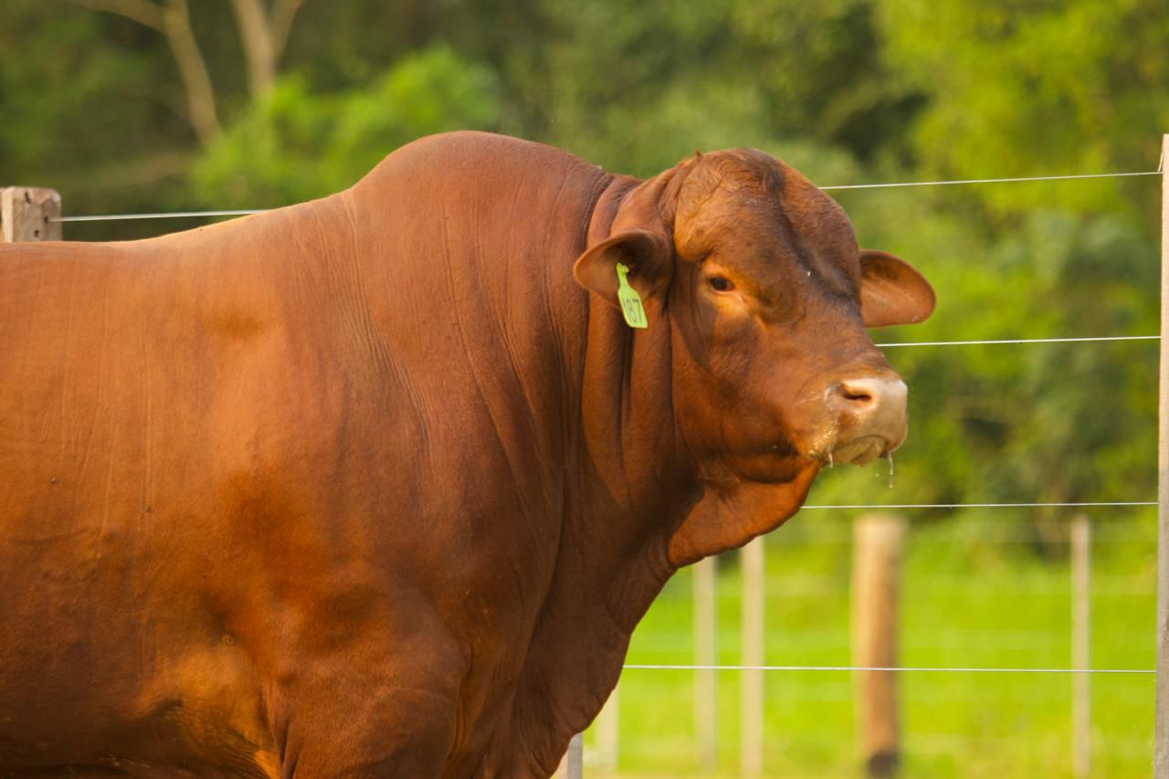 Ferusa - Subastas - LOTE 12