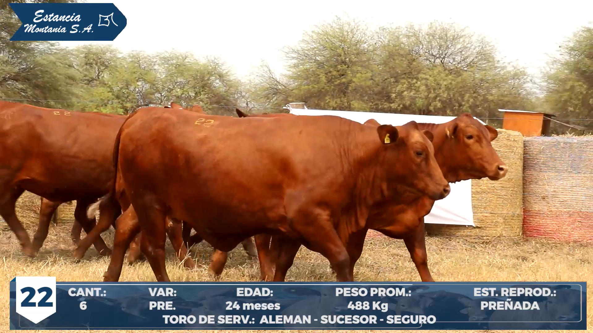 Ferusa - Subastas - LOTE 22