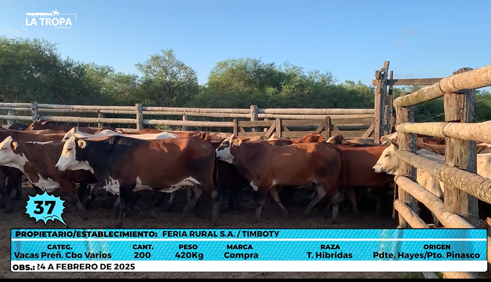 Ferusa - Subastas - LOTE 37