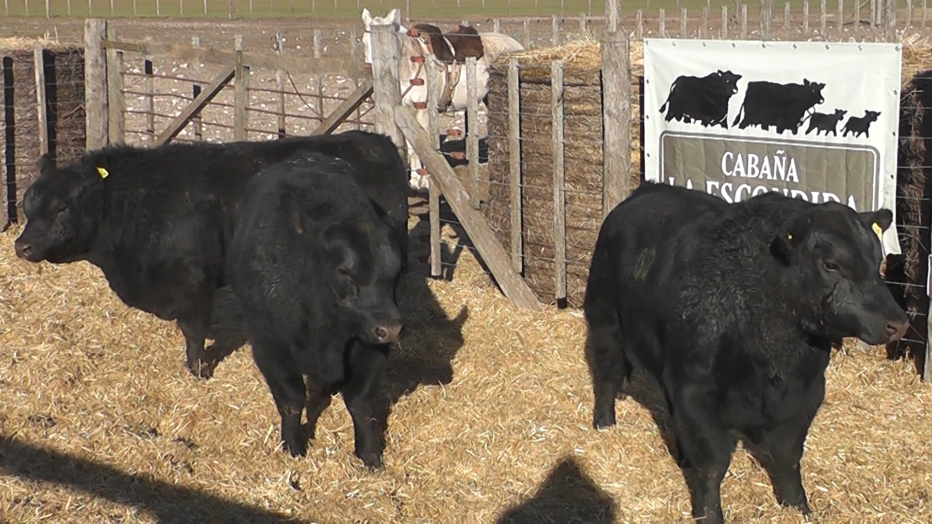 Monasterio Tattersall S.A. - 3 Toros a remate en Cabaña La Escondida de ...