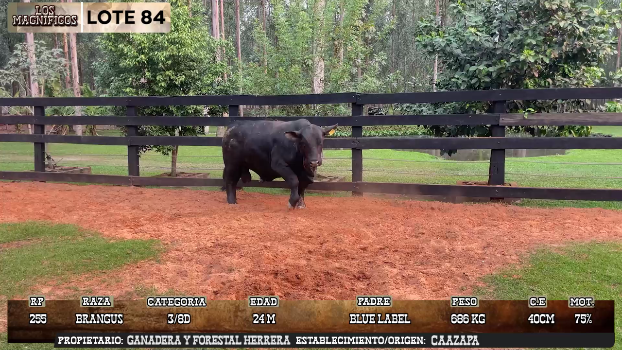 Ferusa - Subastas - LOTE 84 - EN VIVO