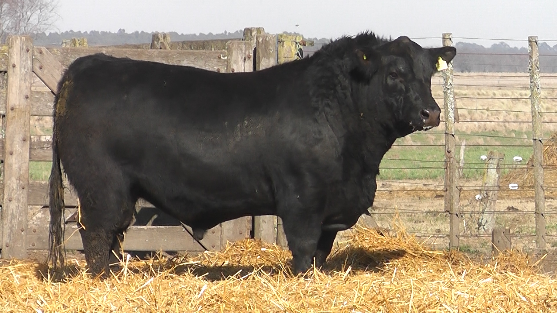 Monasterio Tattersall S.A. - TOROS PUROS POR CRUZA