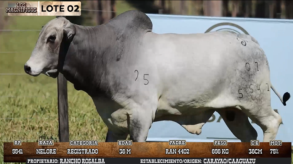 Ferusa - Subastas - LOTE 2 - EN VIVO