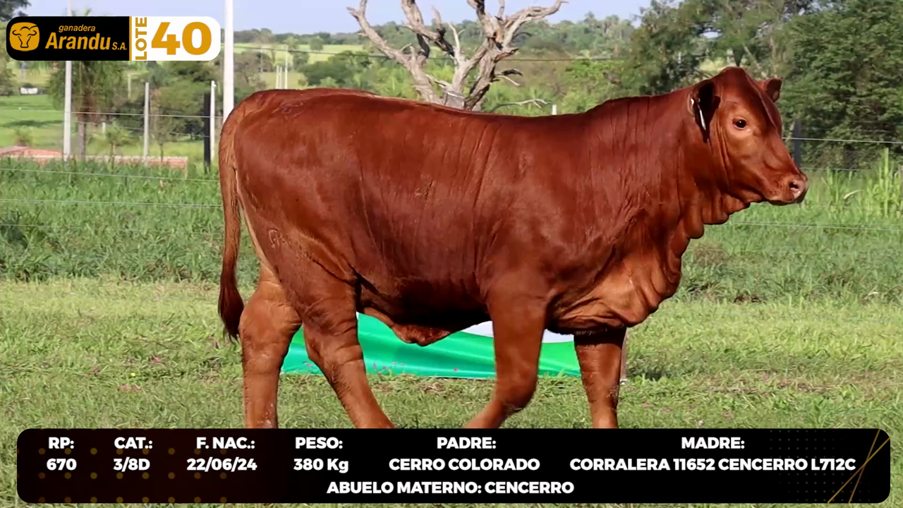 Ferusa - Subastas - LOTE 40