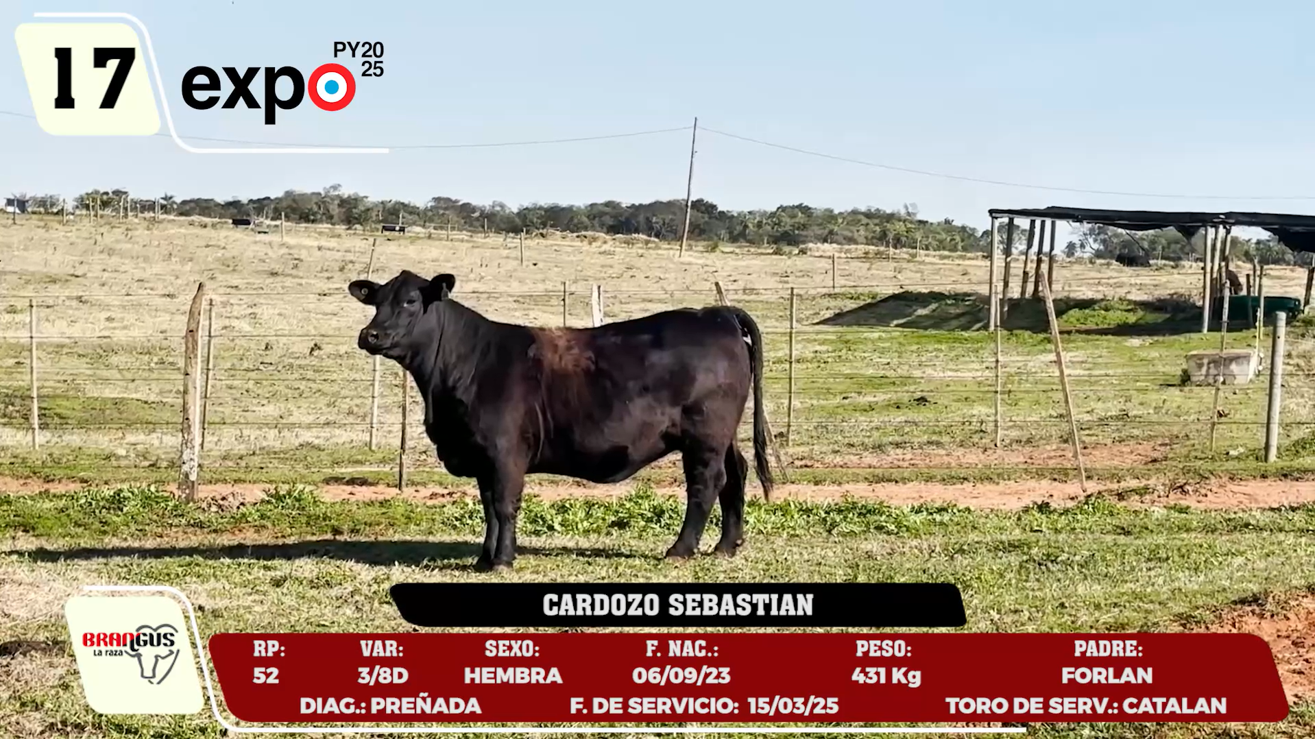 Ferusa - Subastas - LOTE 17