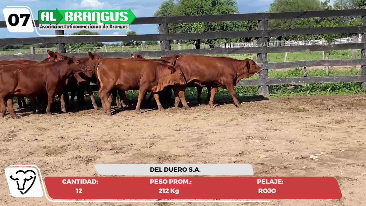 Ferusa - Subastas - LOTE 7