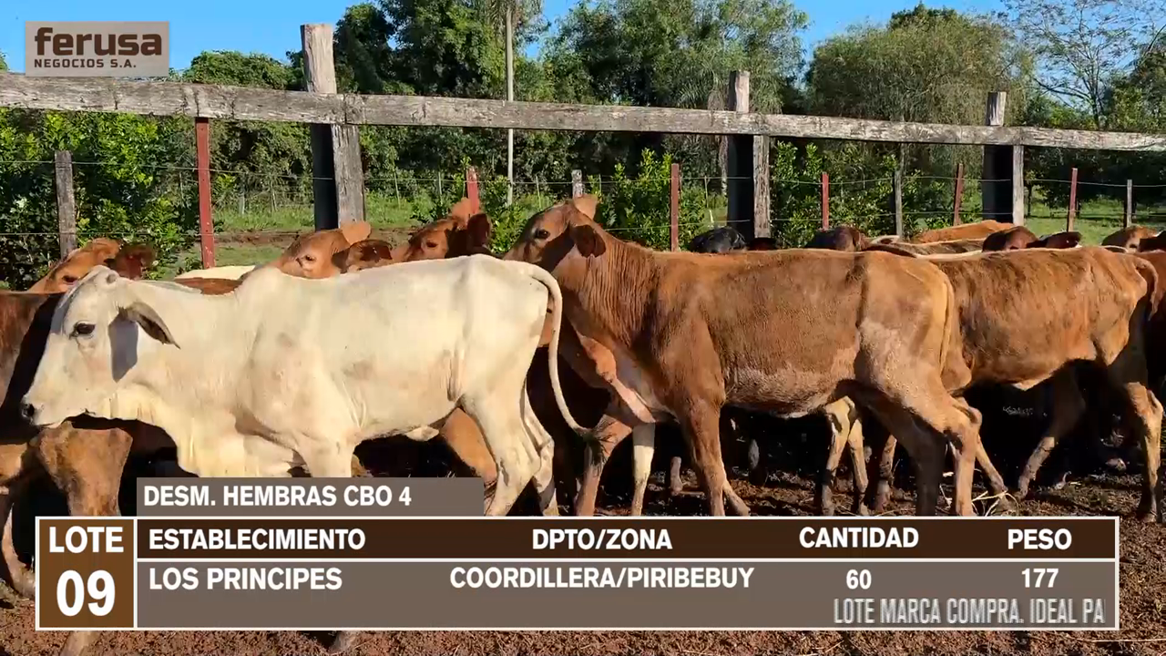 Ferusa - Subastas - LOTE 9