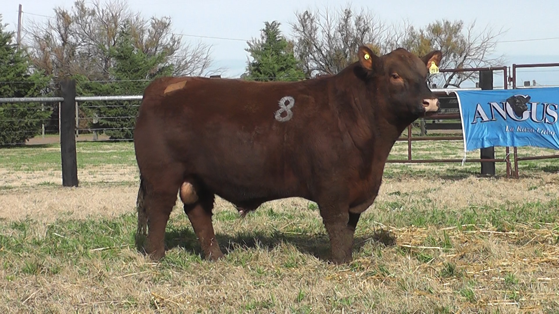 Monasterio Tattersall S.A. - TOROS ANGUS PC