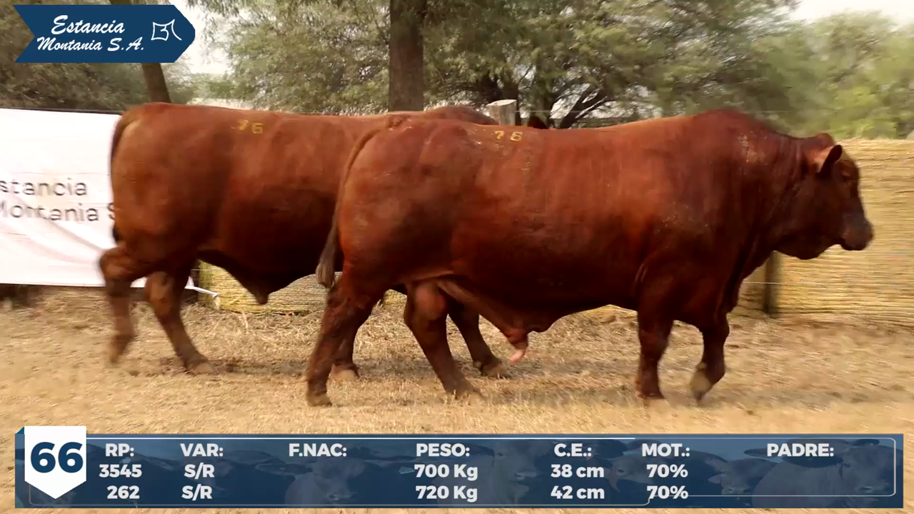 Ferusa - Subastas - LOTE 66