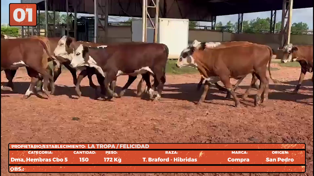 Ferusa - Subastas - LOTE 1