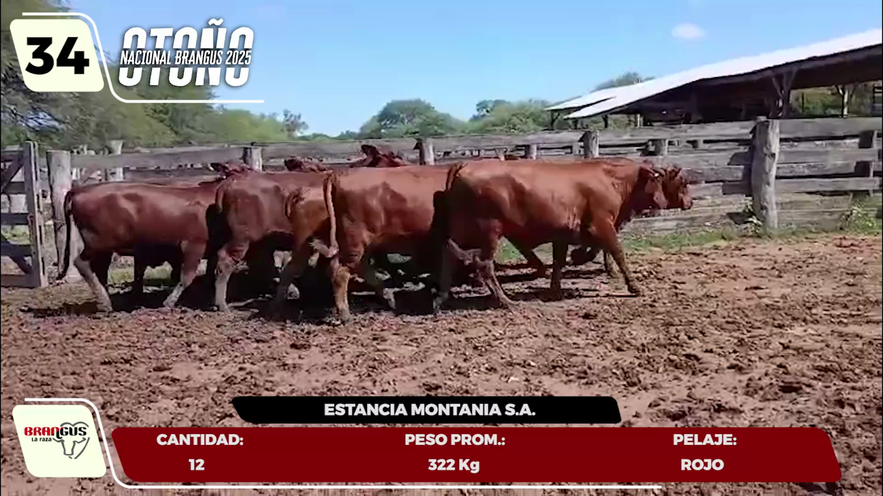 Ferusa - Subastas - LOTE 34