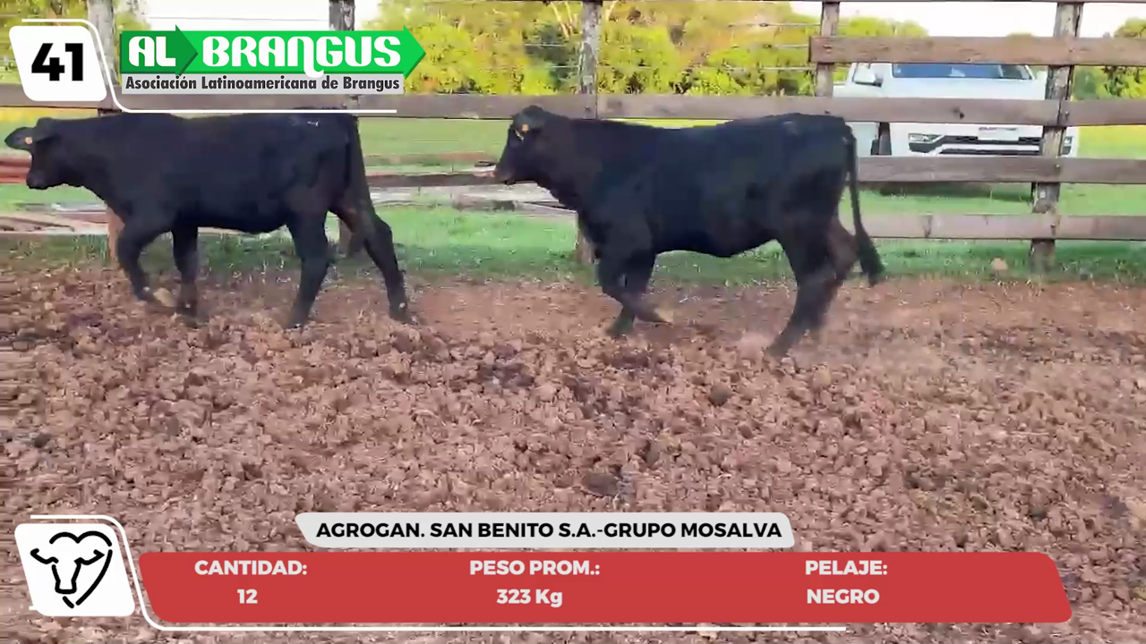 Ferusa - Subastas - LOTE 41