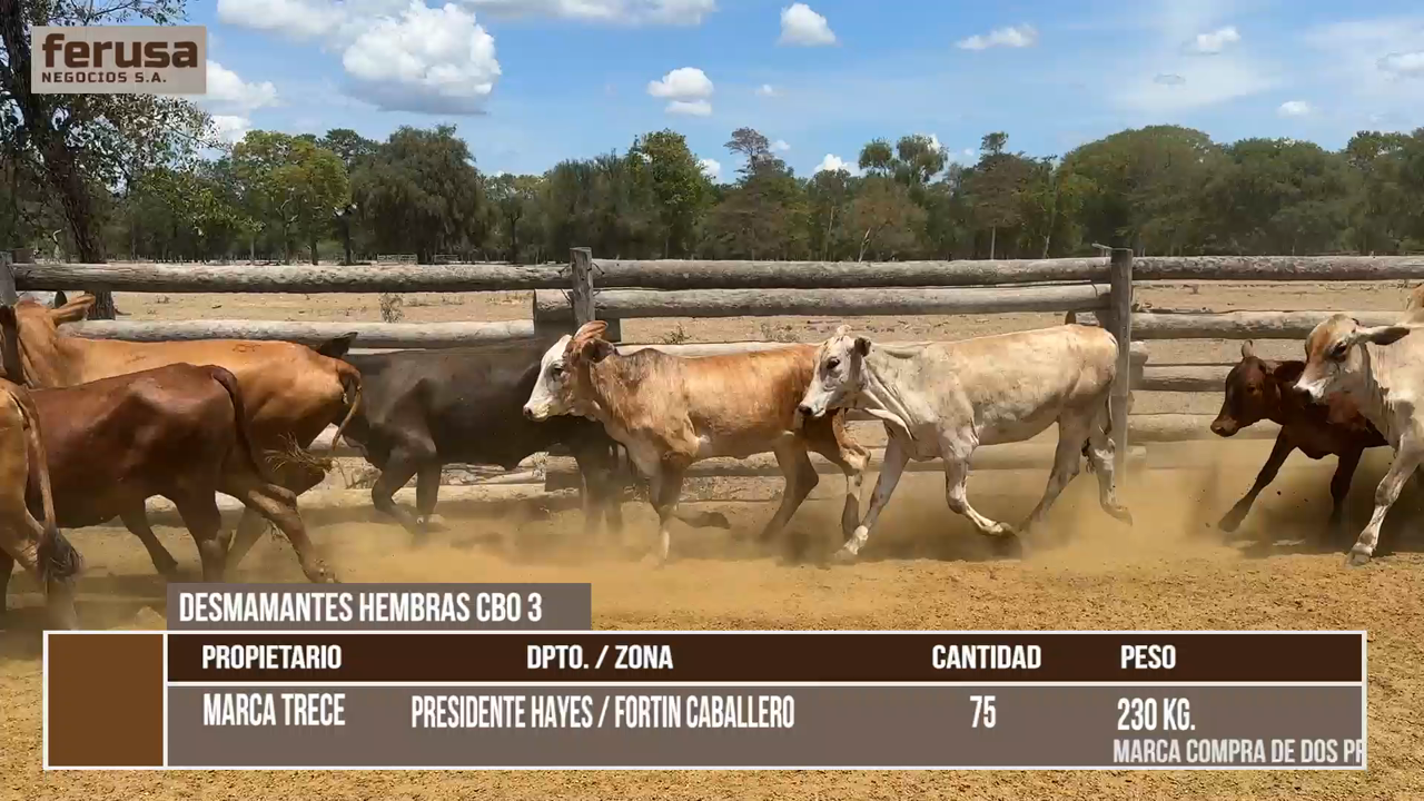 Ferusa - Subastas - LOTE 3