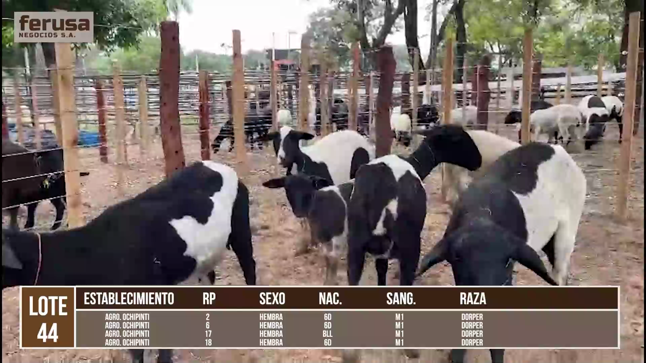 Ferusa - Subastas - LOTE 44