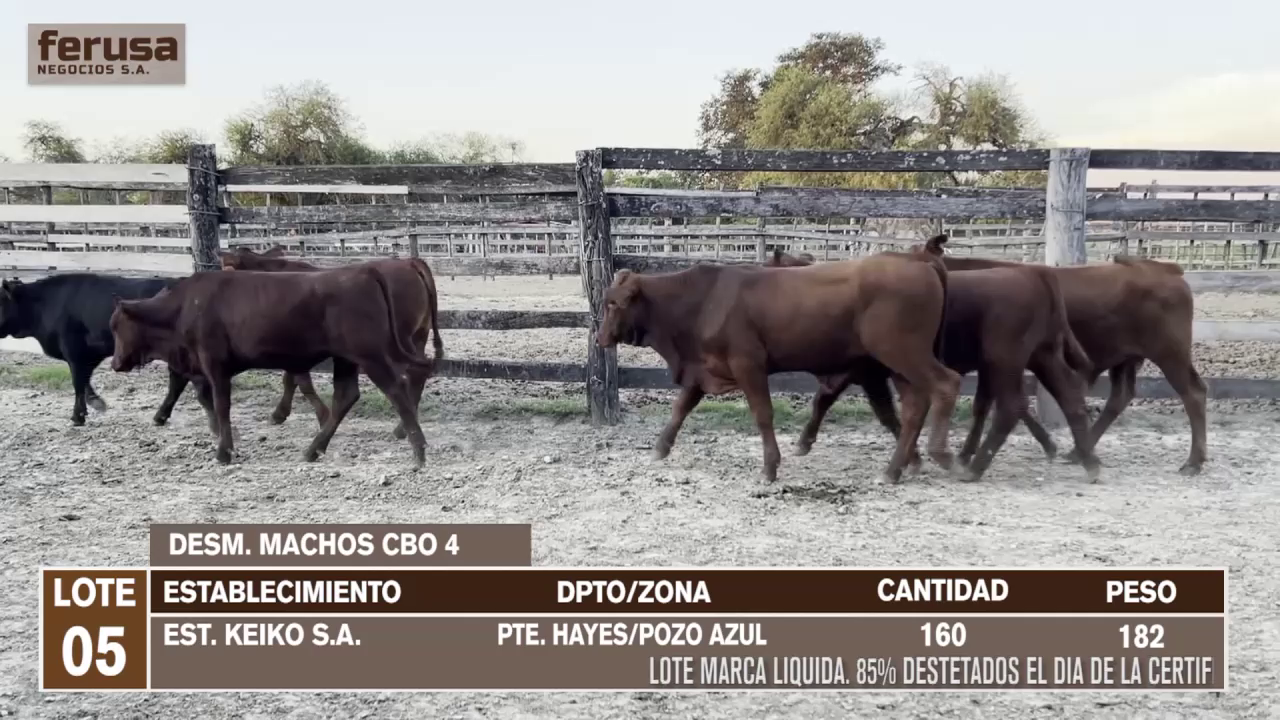 Ferusa - Subastas - LOTE 5