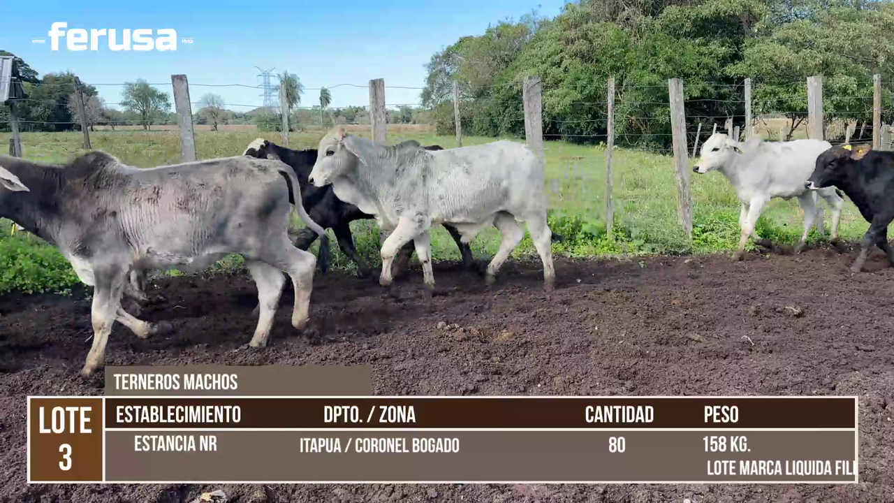 Ferusa - Subastas - LOTE 3