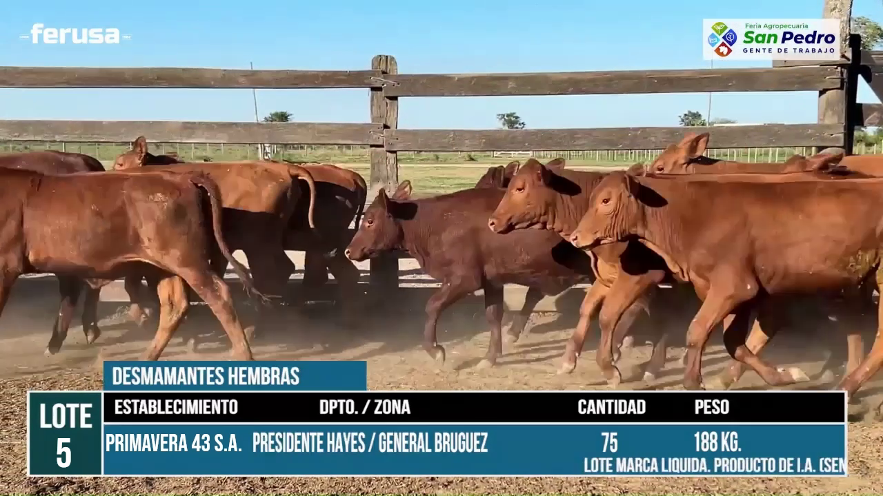 Ferusa - Subastas - LOTE 5