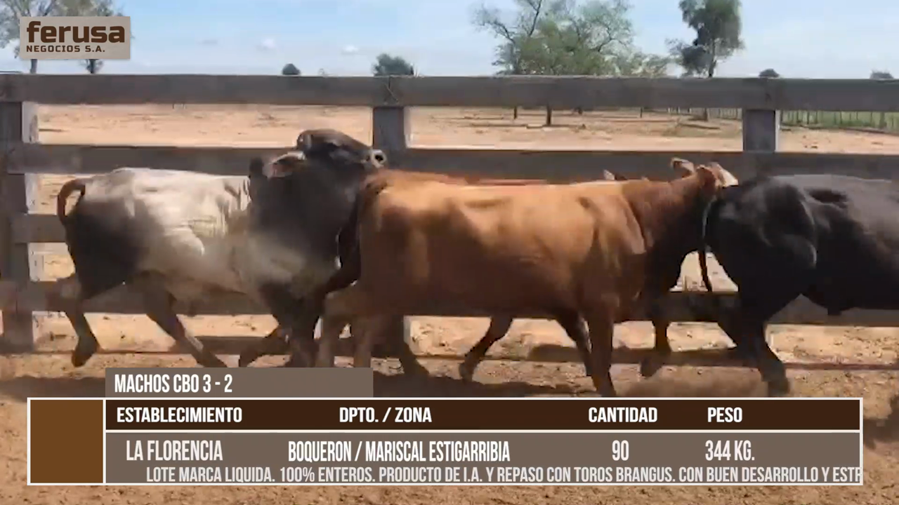 Ferusa - Subastas - LOTE 8