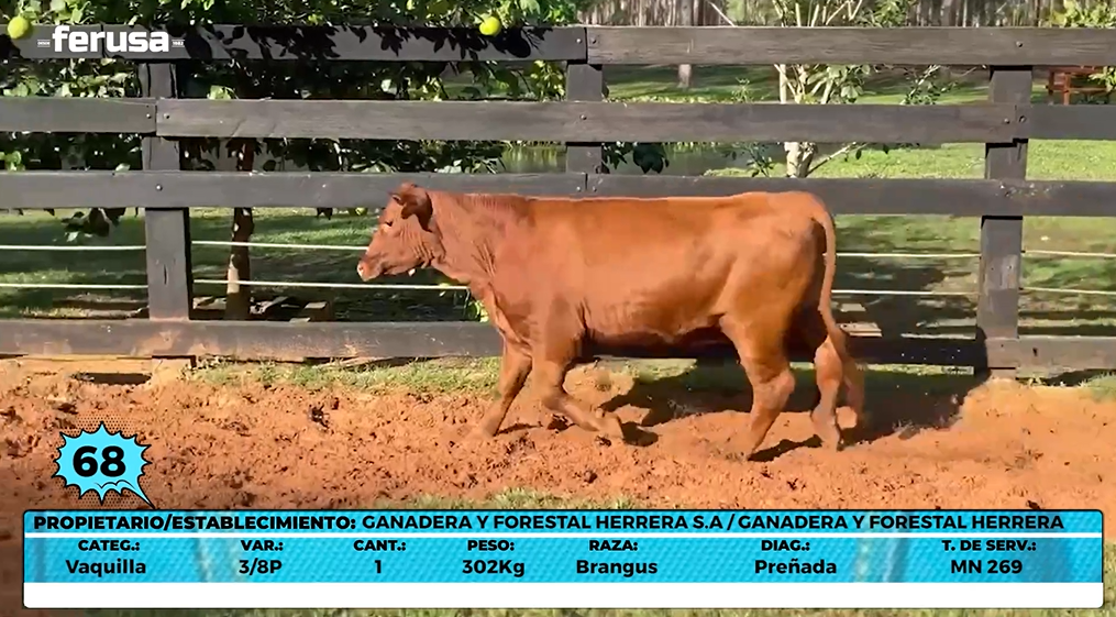 Ferusa - Subastas - LOTE 68- EN VIVO