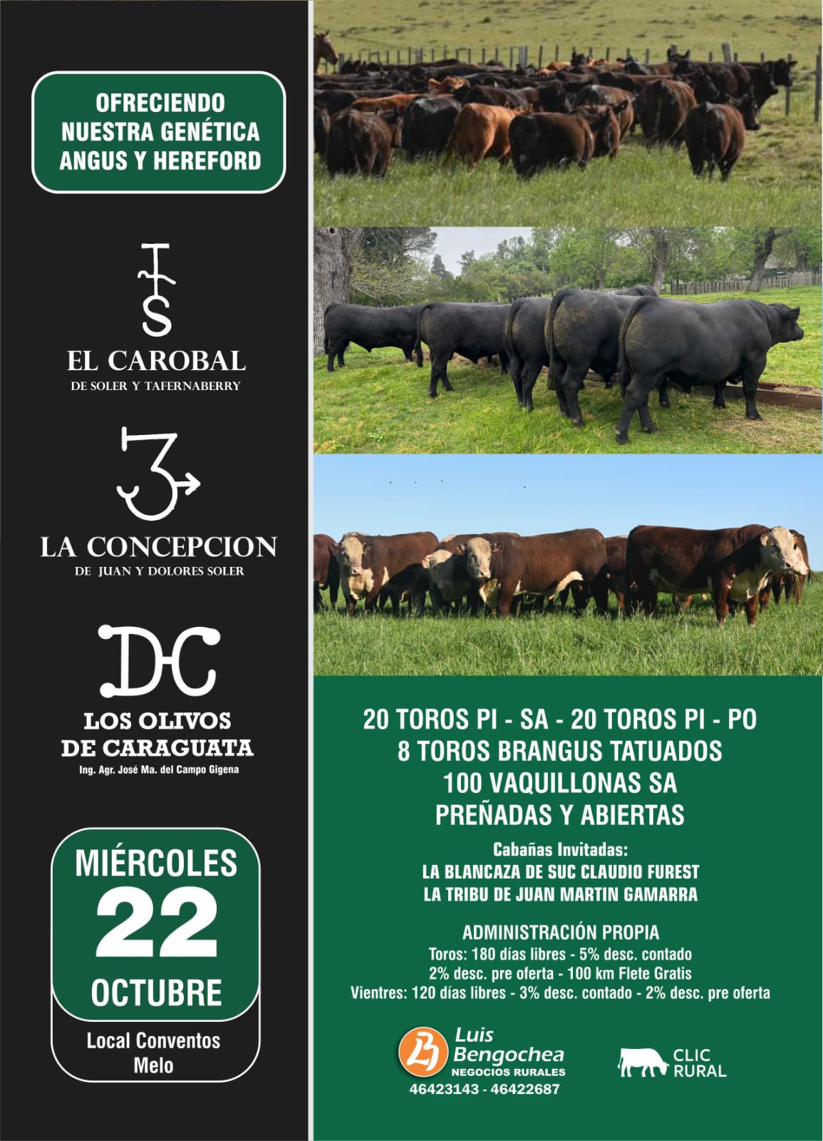 Luis Bengochea - Los Olivos de Carguatá, El Carobal y La Concepcion
